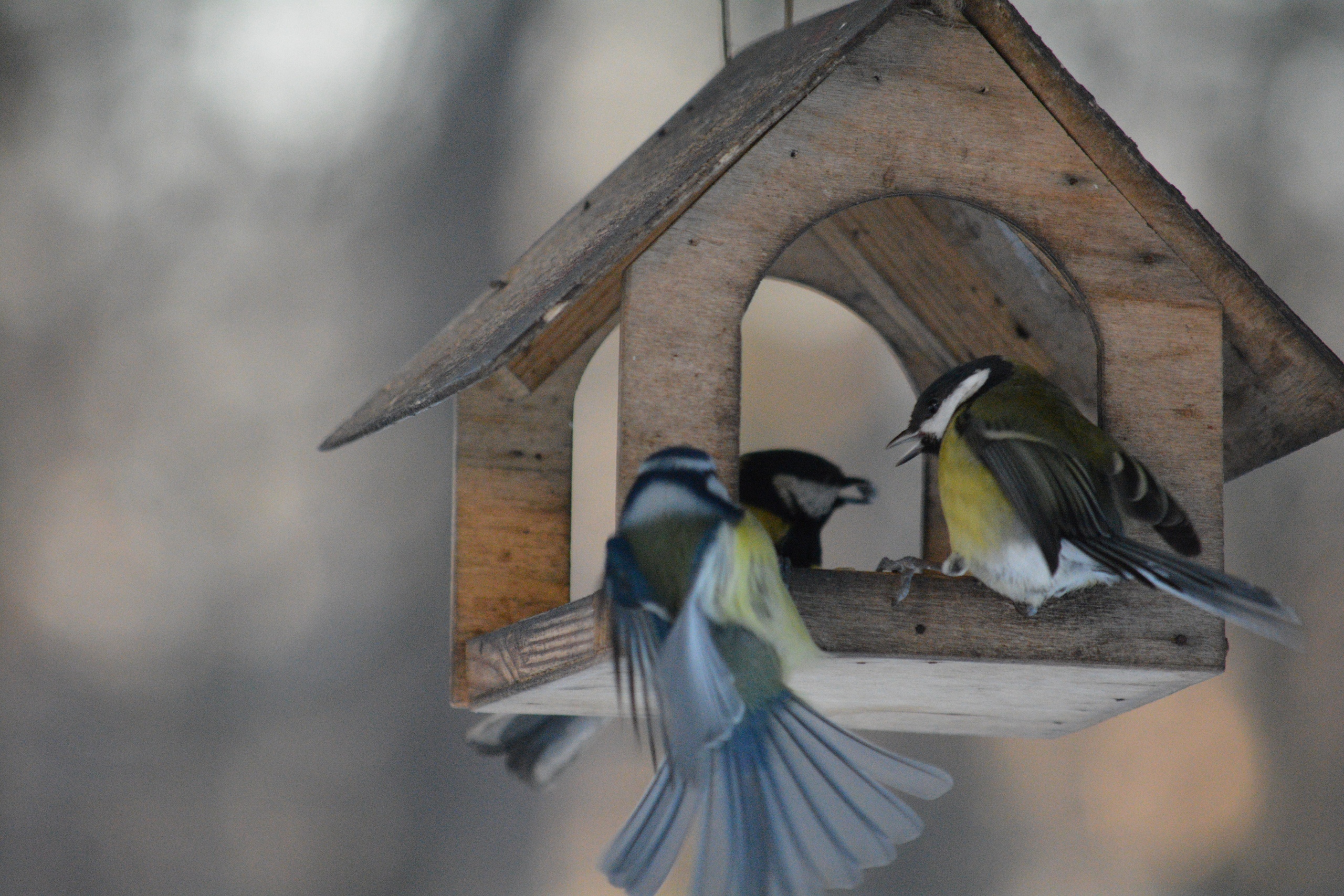 Sinitsa 60 фото - Sovaphoto.ru